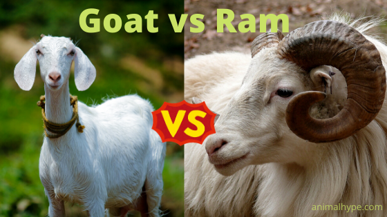 Ram mounts | Paradox Interactive Forums