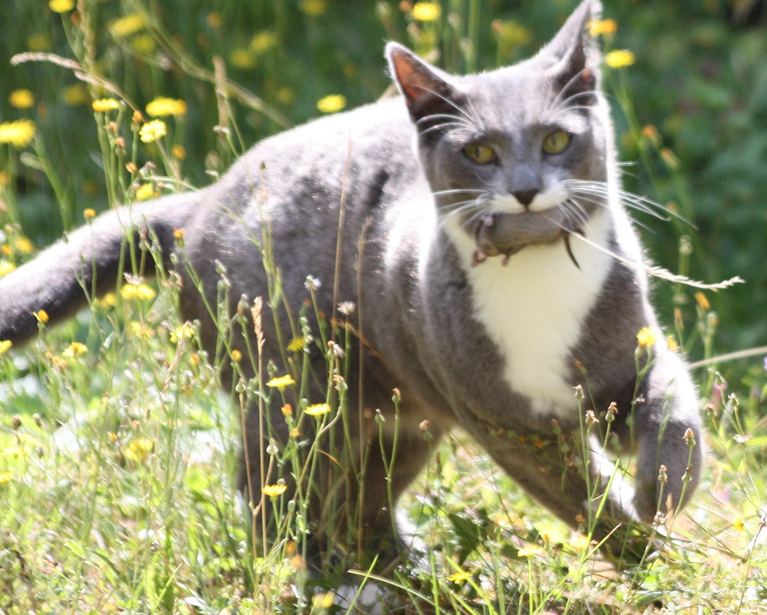 Ship's cat technology research in HOI4 | Page 2 | Paradox Interactive ...