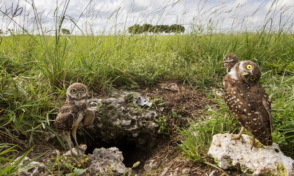 Subterranean Species Pack (Completed) | Paradox Interactive Forums