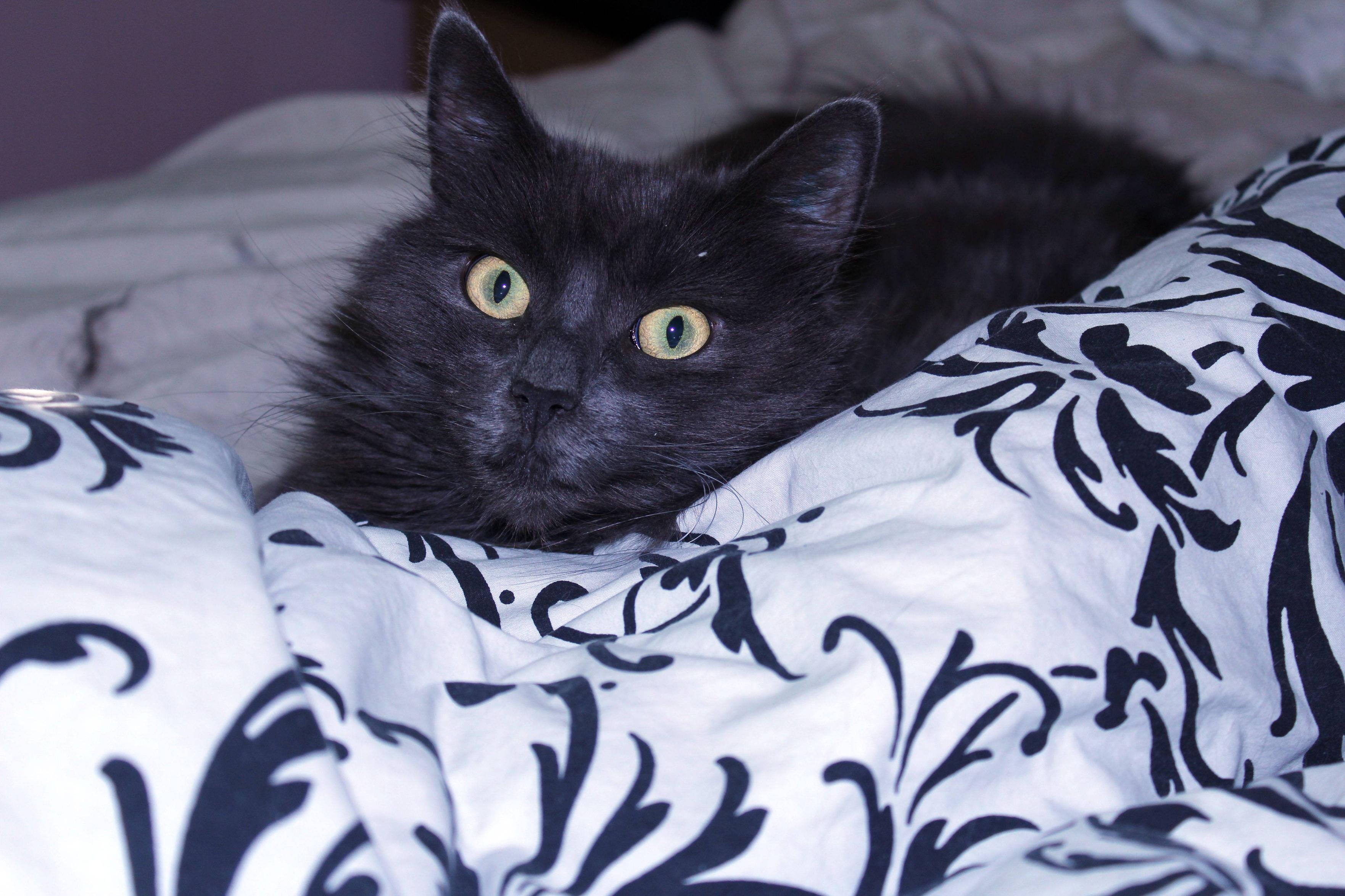 Paradox Development Studio Advent Calendar #9: Pallidum | Page 2 ...